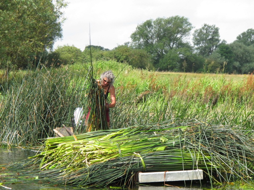 Collecting Reeds - Jones Boatyard